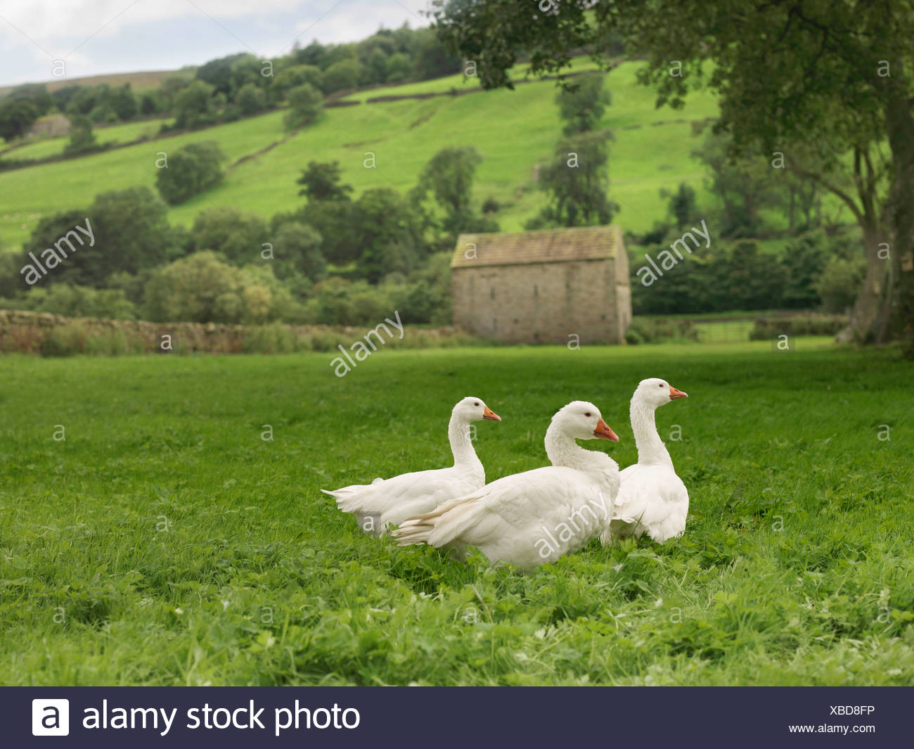 Remote Hill Farm High Resolution Stock Photography and Images - Alamy