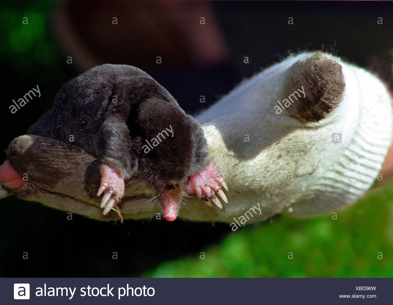 Mole Animal Hand High Resolution Stock Photography and Images - Alamy