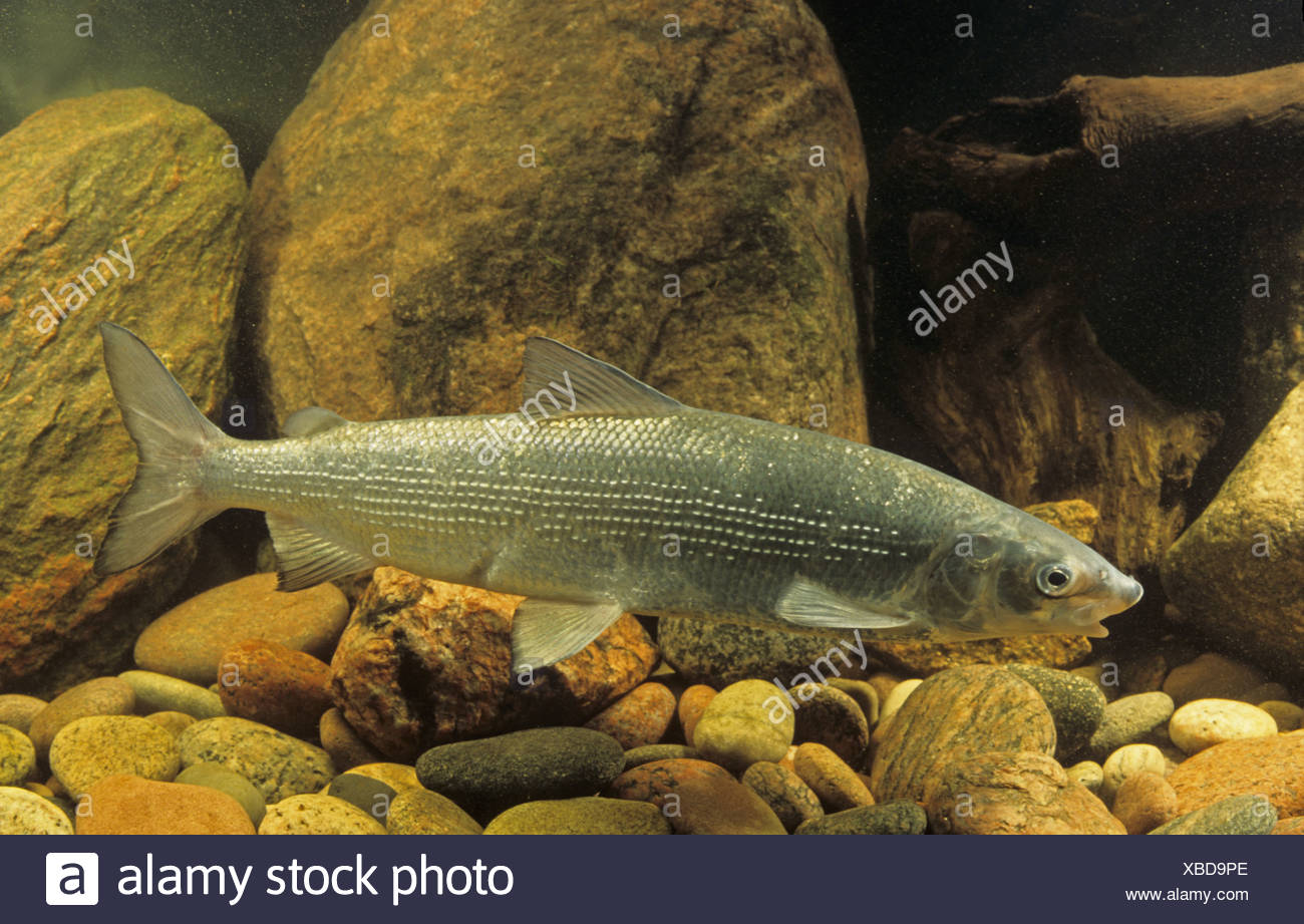 Coregonus Lavaretus Stock Photos & Coregonus Lavaretus Stock Images - Alamy