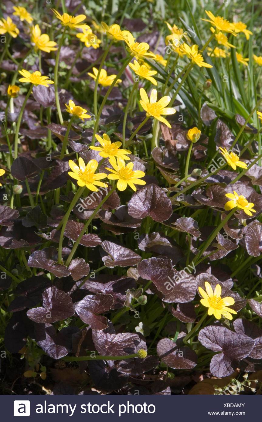 Brazen Hussy High Resolution Stock Photography and Images - Alamy