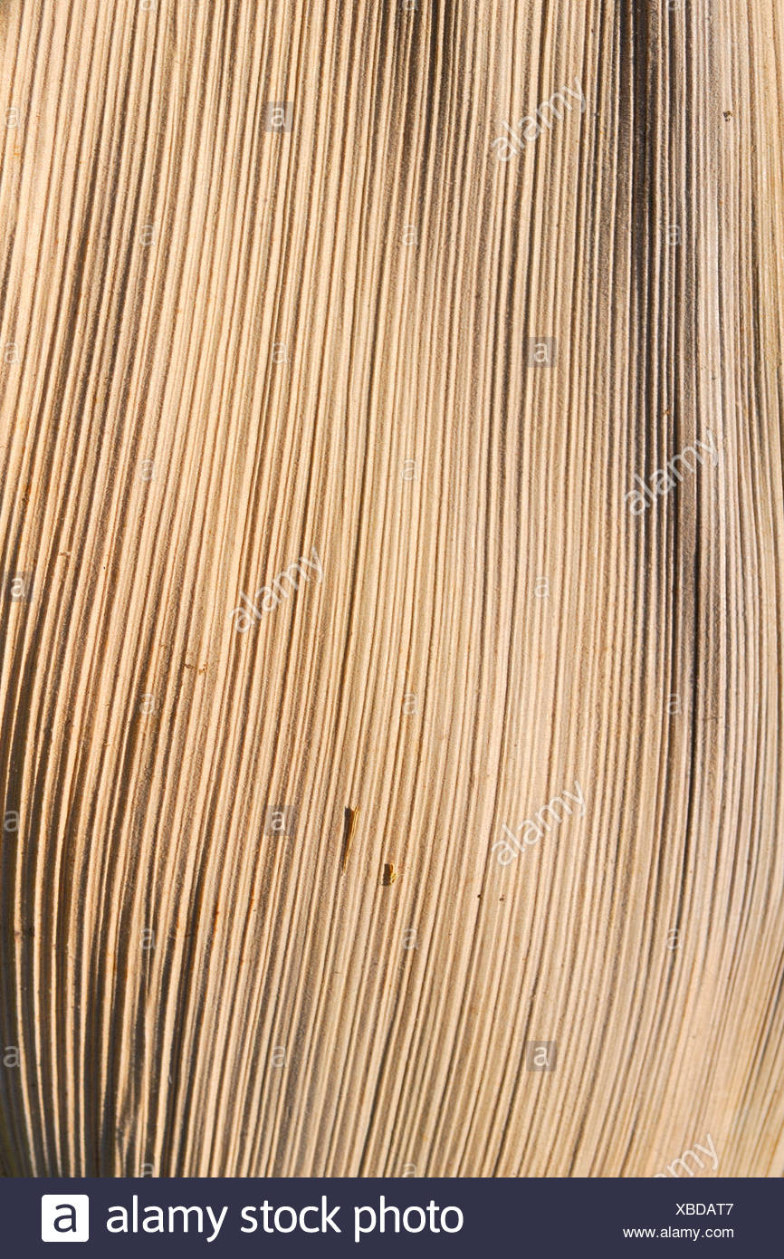 Palm Tree Leaves Texture High Resolution Stock Photography and Images ...