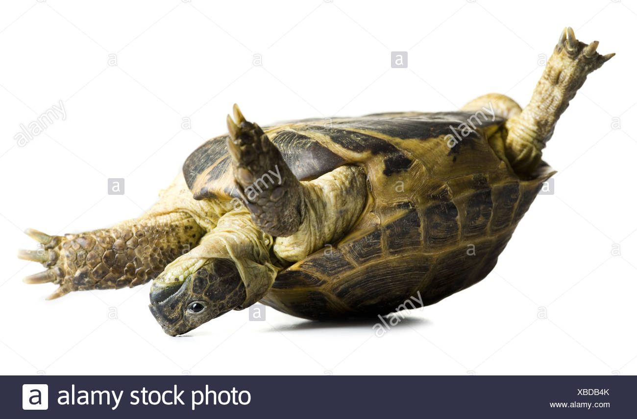 Upside Down Turtle High Resolution Stock Photography and Images - Alamy