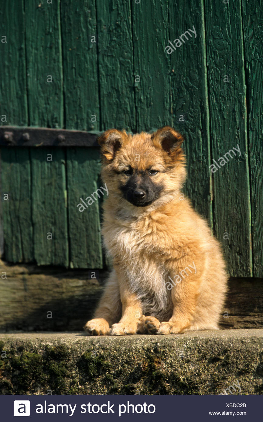 Harz Fox High Resolution Stock Photography and Images - Alamy