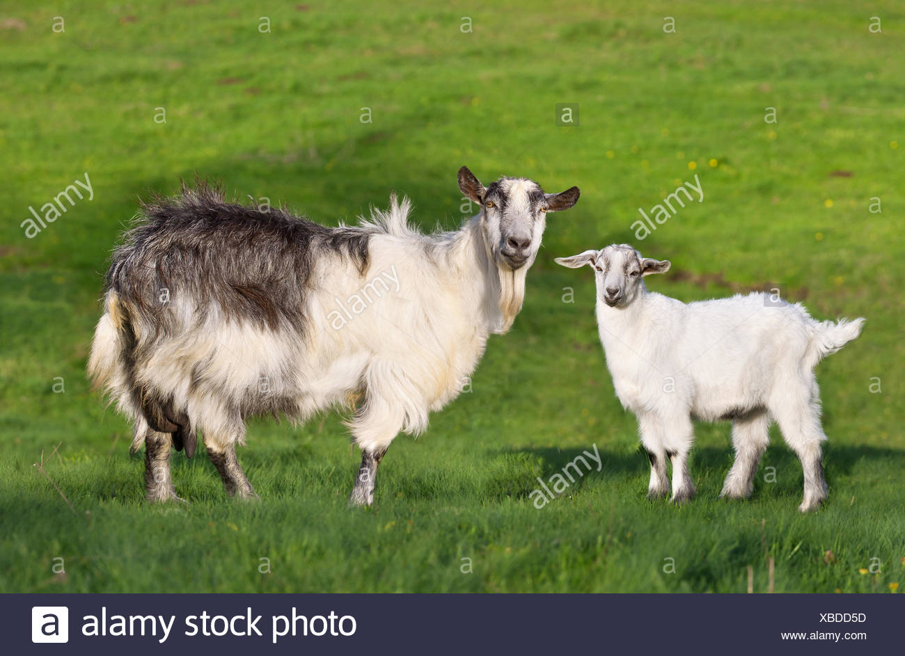 Gray Goat Stock Photos & Gray Goat Stock Images - Alamy