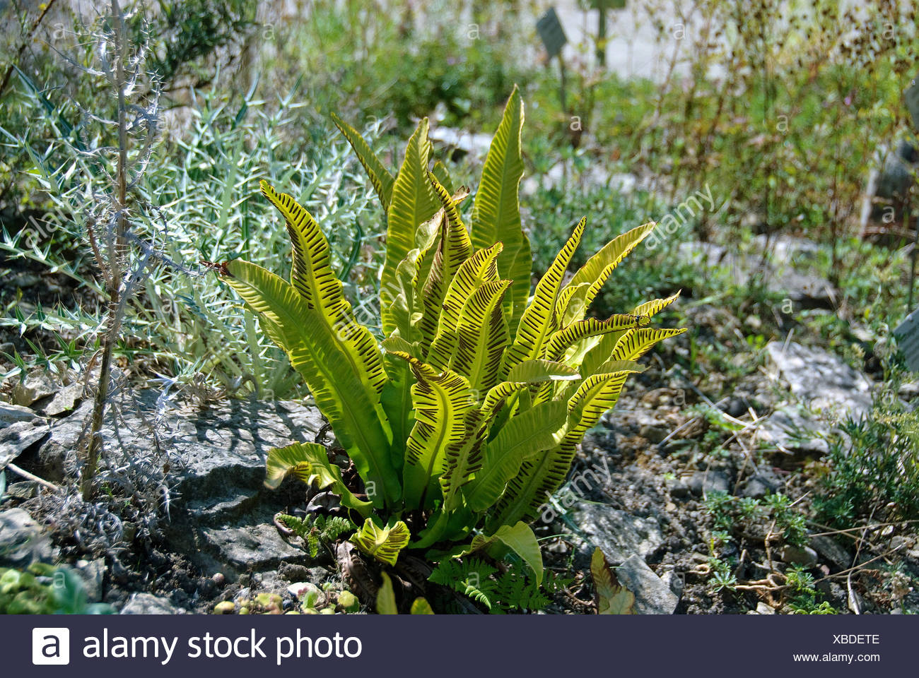 Hart's Tongue Fern High Resolution Stock Photography and Images - Alamy