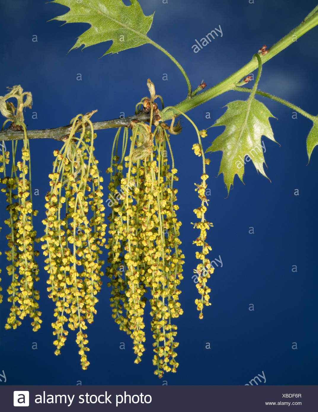 Oak Catkins Tree Stock Photos & Oak Catkins Tree Stock Images - Alamy