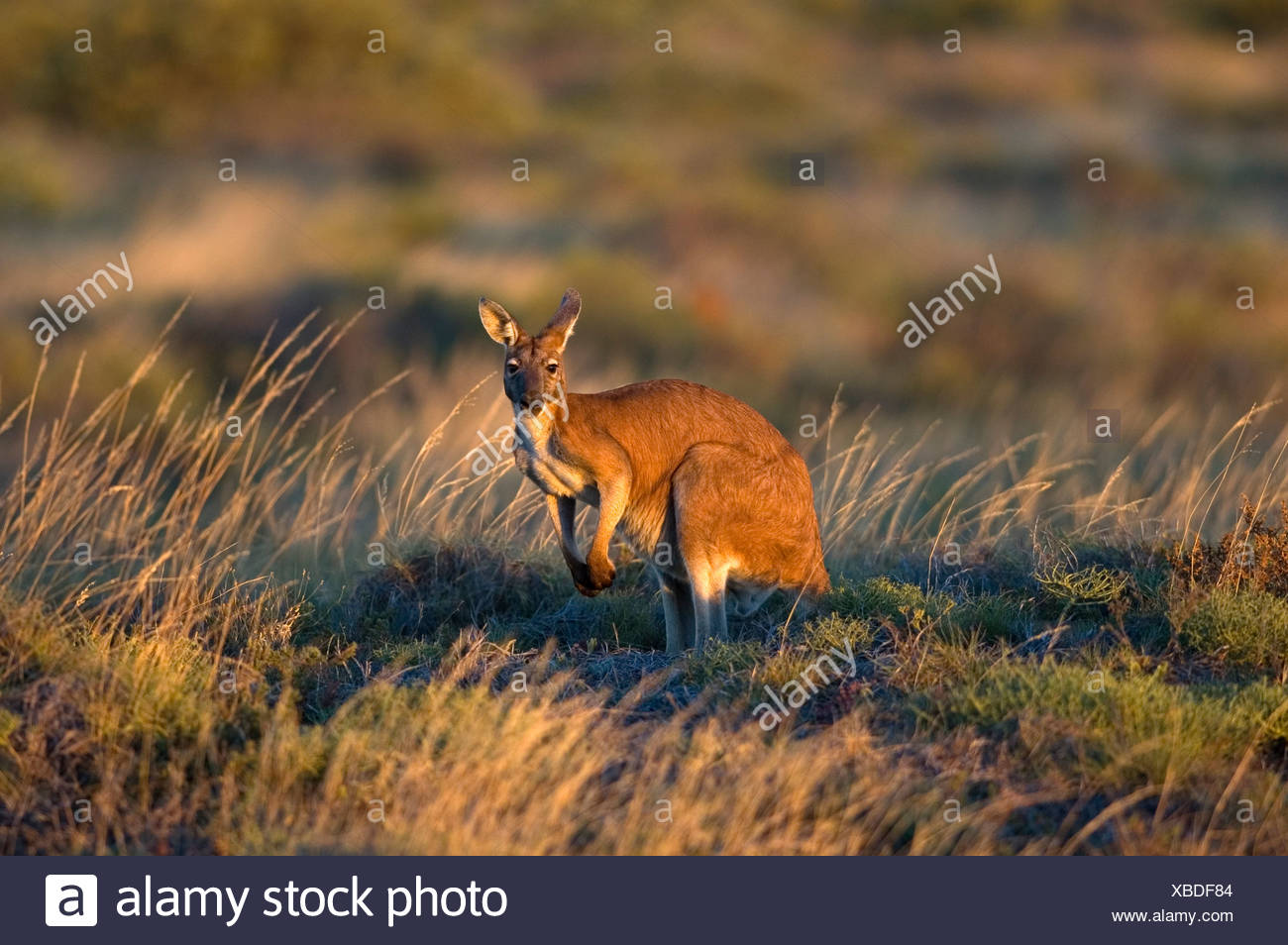 Skippy High Resolution Stock Photography and Images - Alamy