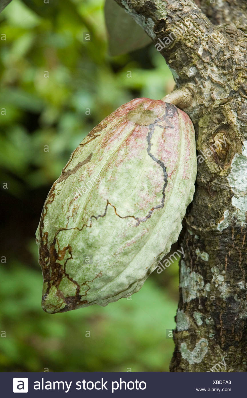 Cocoa Bean Pod High Resolution Stock Photography and Images - Alamy