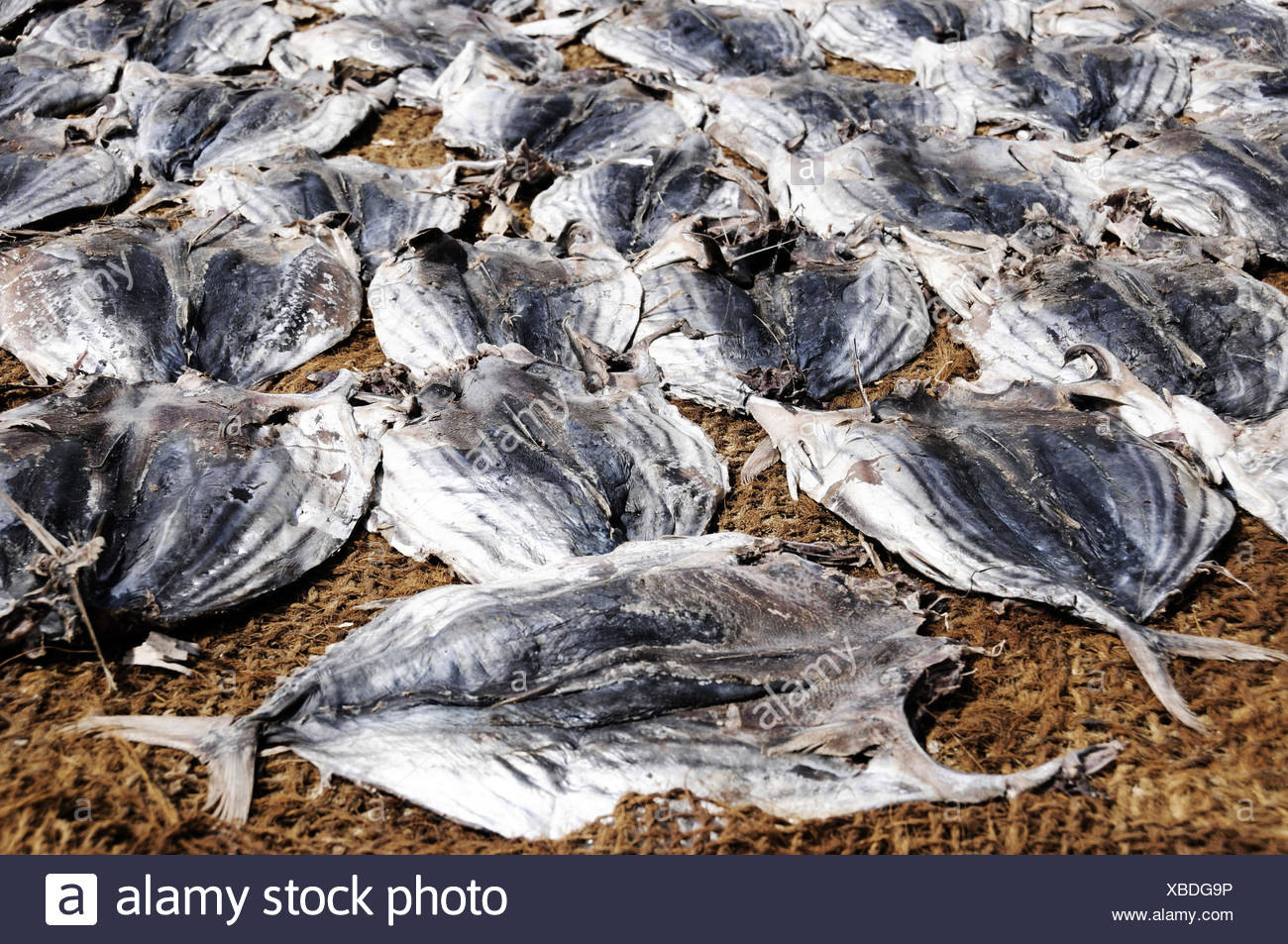 Sri Lanka Fish Stock Photos & Sri Lanka Fish Stock Images - Alamy