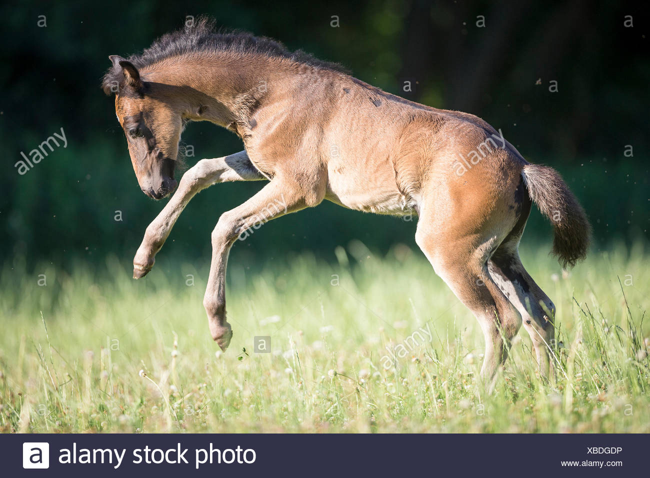 Bucking Pony Stock Photos & Bucking Pony Stock Images - Alamy