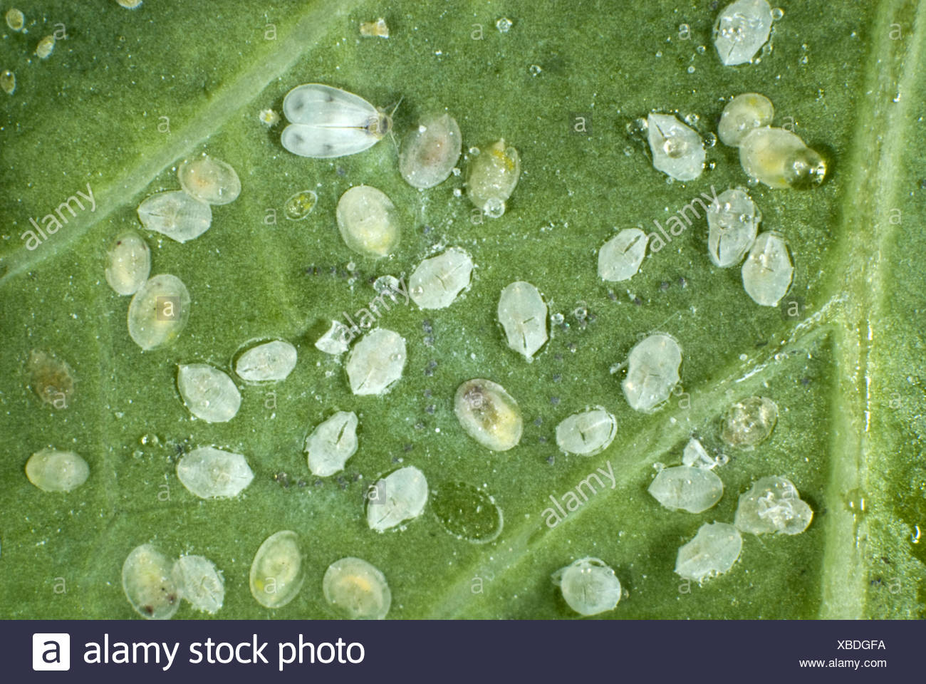 Aleyrodidae Stock Photos & Aleyrodidae Stock Images - Alamy