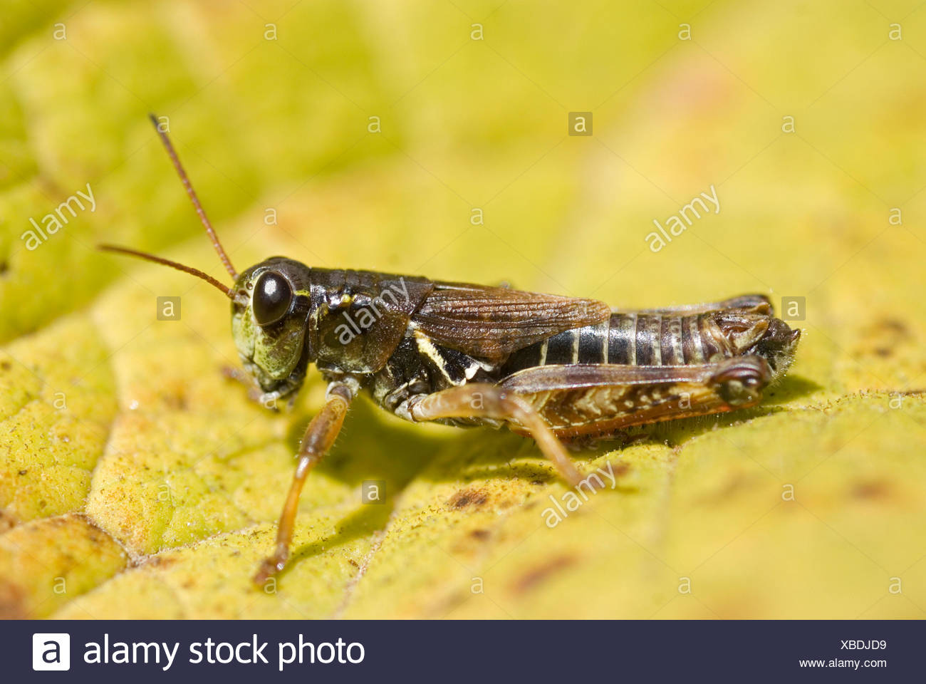 Migratory Grasshopper High Resolution Stock Photography and Images - Alamy
