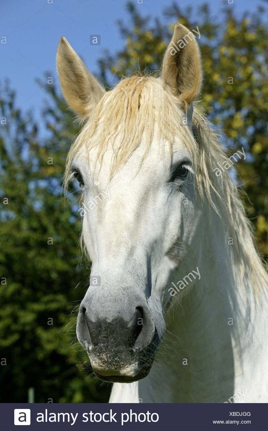 Percheron Horse High Resolution Stock Photography and Images - Alamy