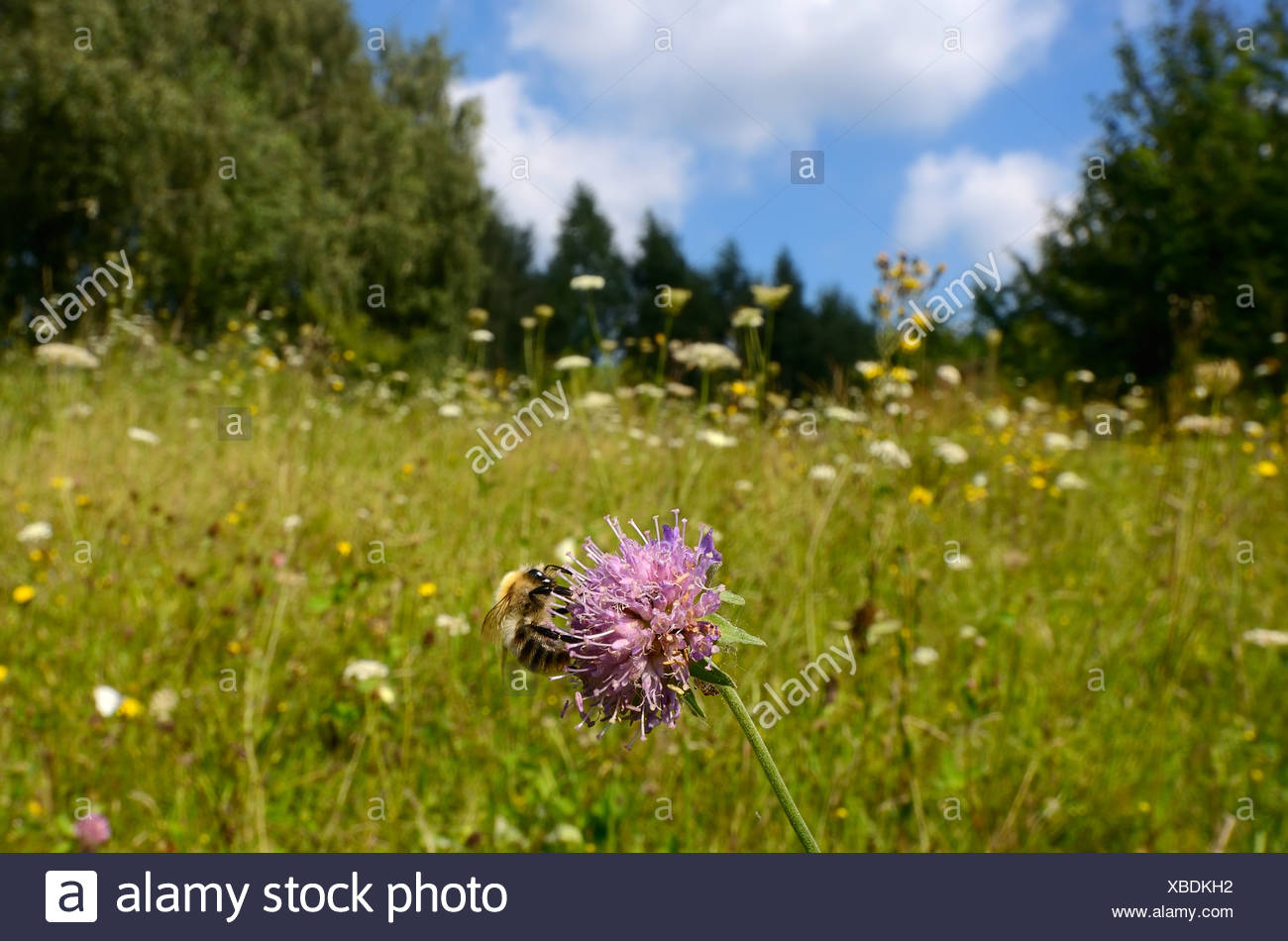 Wildflower Meadow Bees High Resolution Stock Photography and Images - Alamy