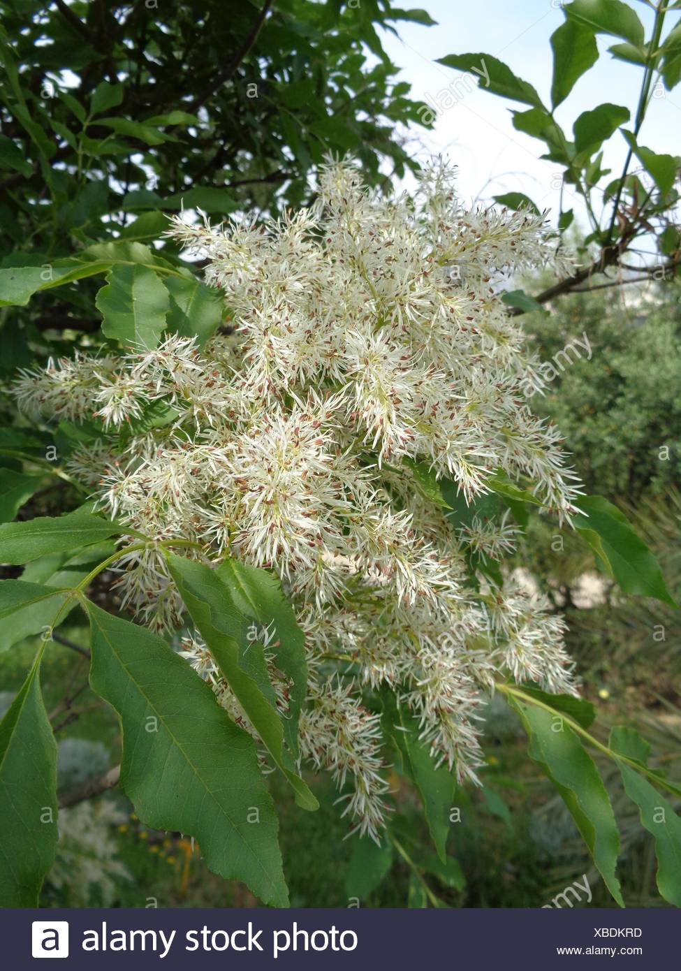 Fraxinus Ornus High Resolution Stock Photography and Images - Alamy
