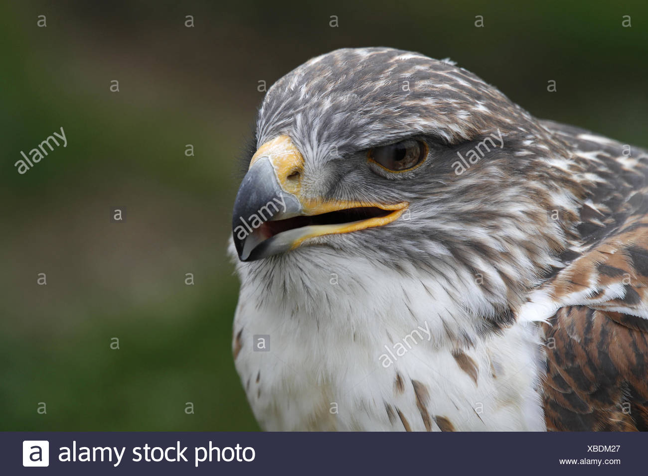 Evil Bird High Resolution Stock Photography and Images - Alamy