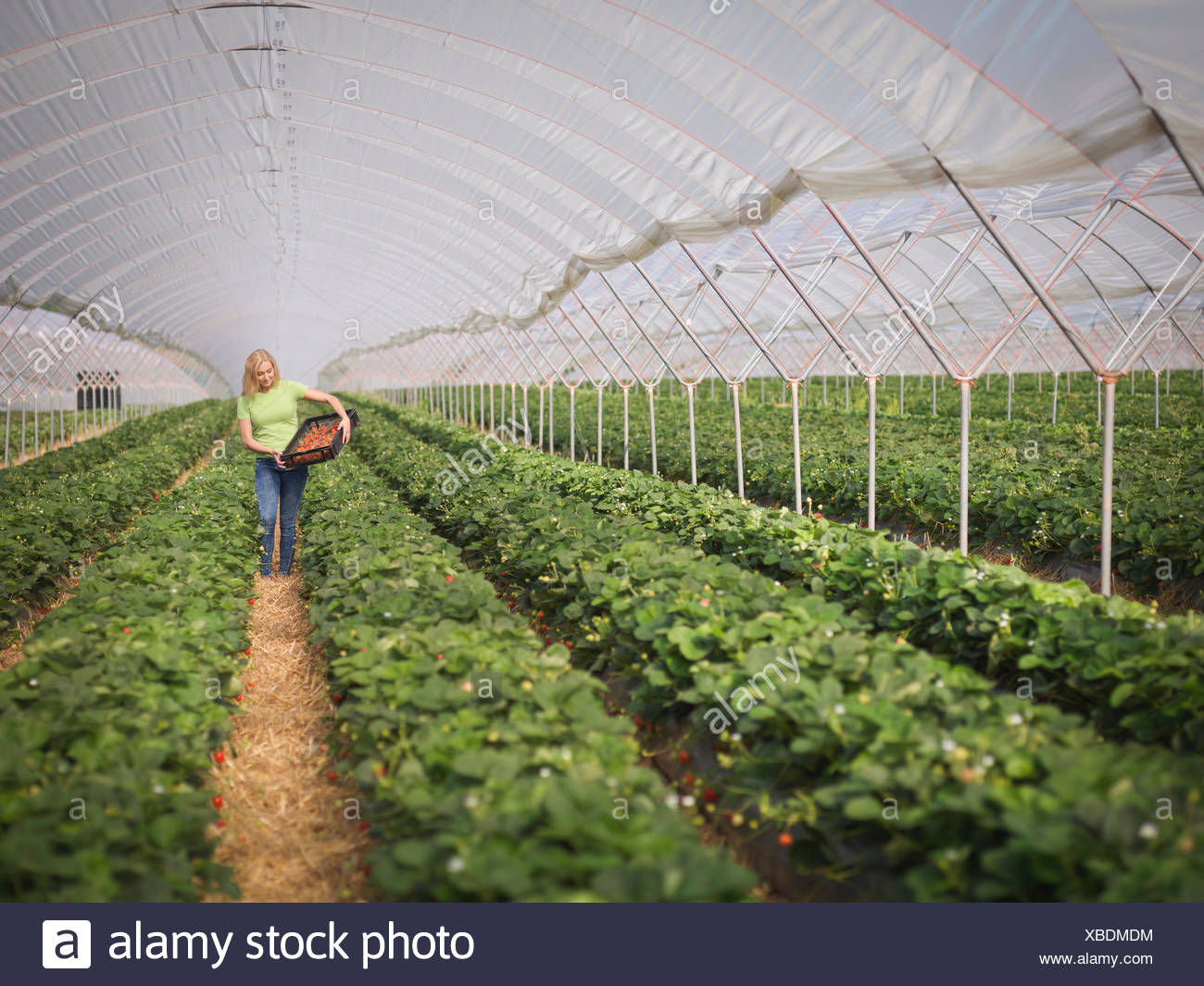 Polytunnel Fruit High Resolution Stock Photography and Images - Alamy