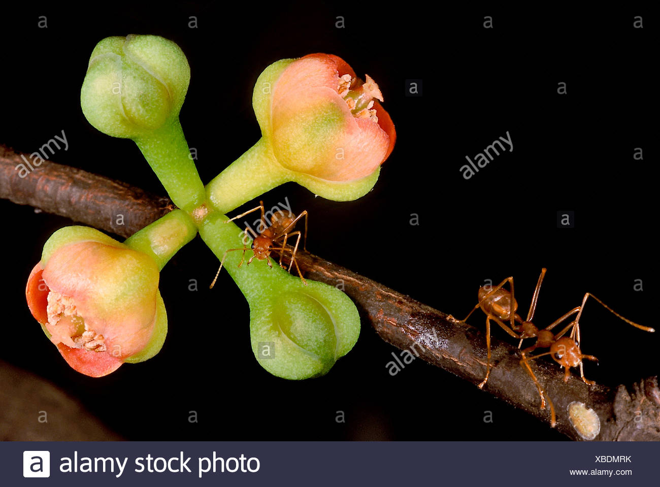 Garcinia High Resolution Stock Photography and Images - Alamy