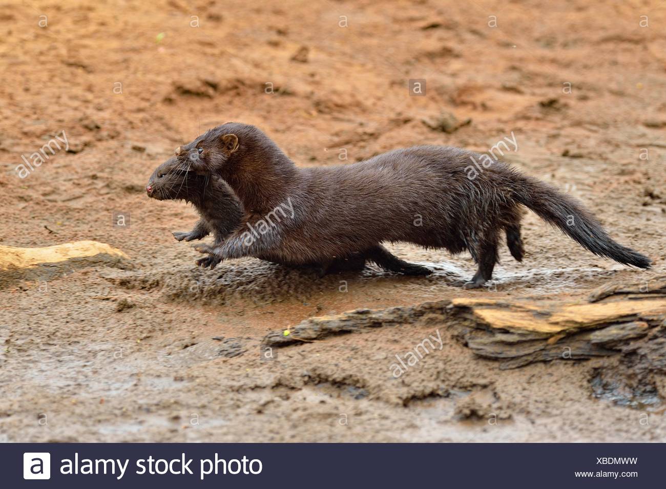 Baby Mink Stock Photos & Baby Mink Stock Images - Alamy