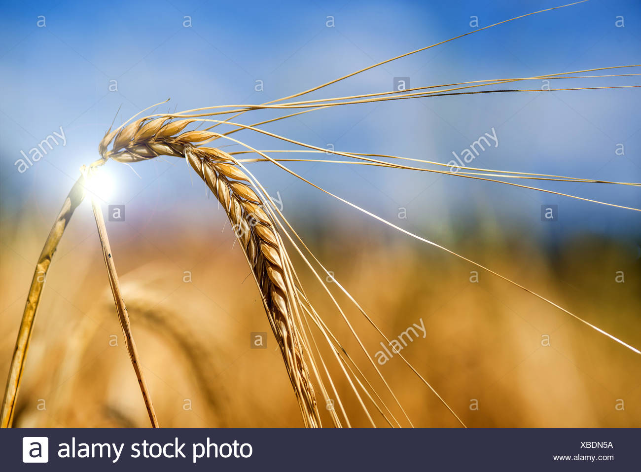 Barley Seed Head High Resolution Stock Photography and Images - Alamy