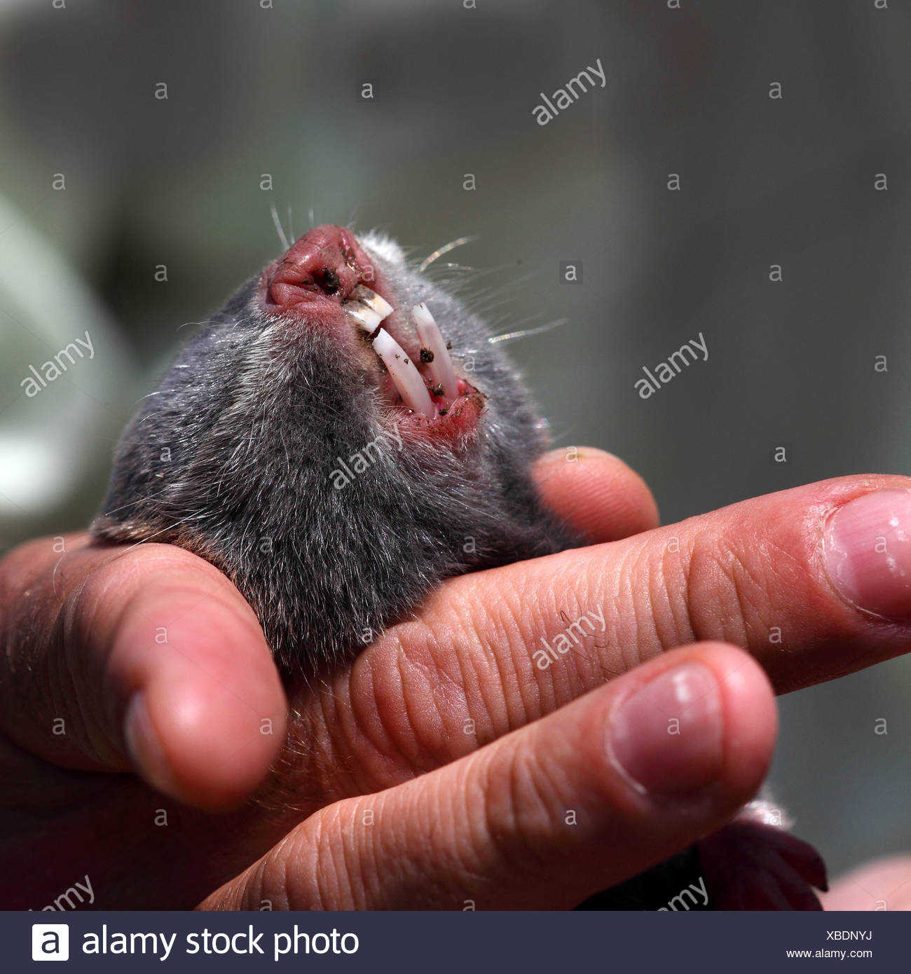 Western Mole High Resolution Stock Photography and Images - Alamy
