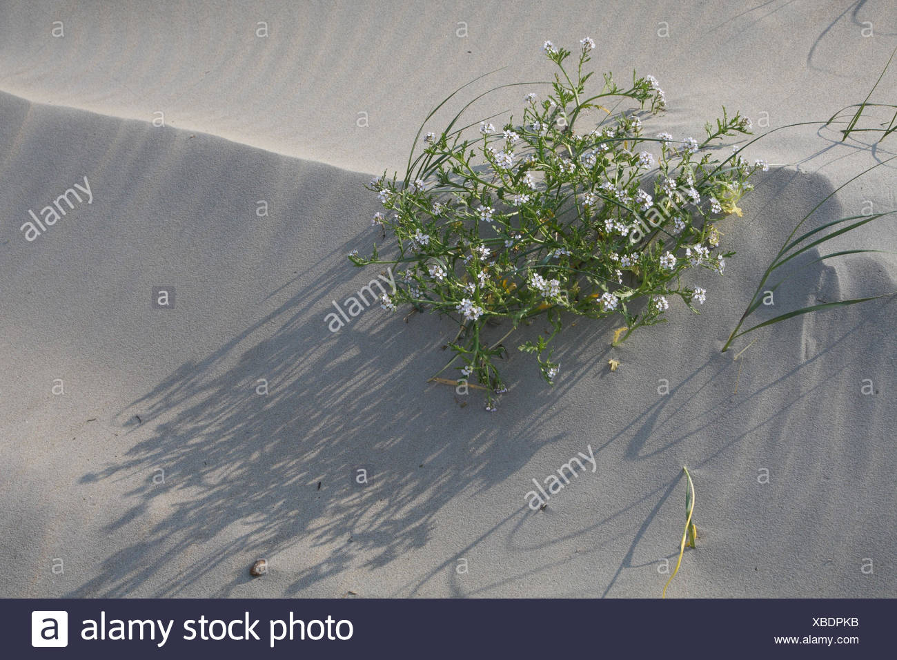Sea Cabbage Stock Photos & Sea Cabbage Stock Images - Alamy