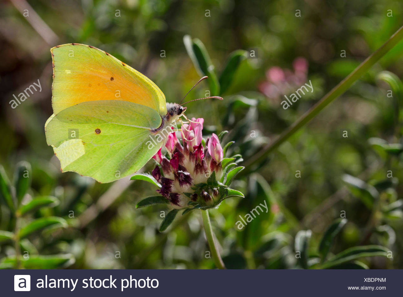 Cleopatra Butterfly High Resolution Stock Photography and Images - Alamy
