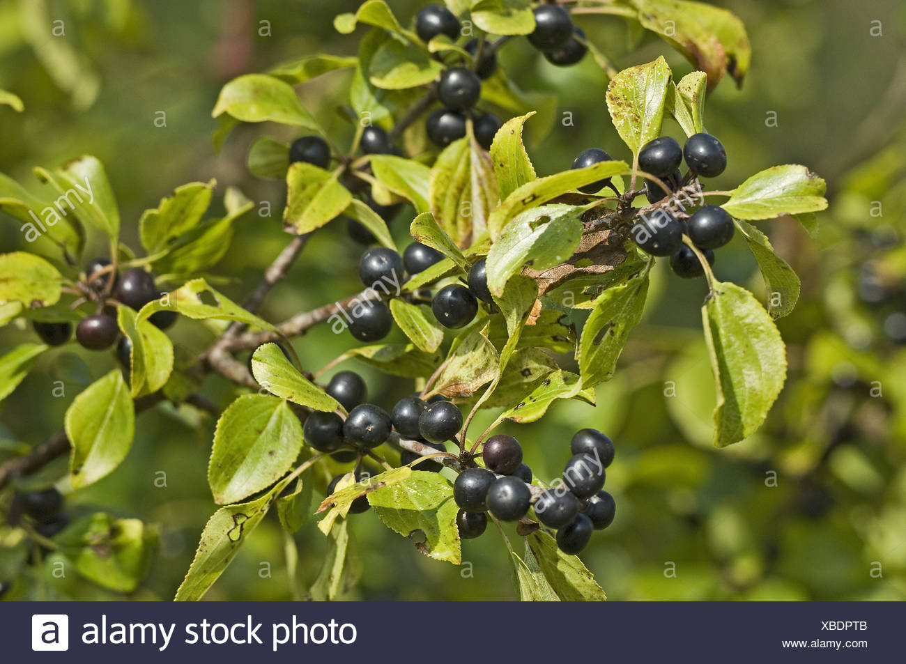 Common Buckthorn Rhamnus Catharticus High Resolution Stock Photography ...