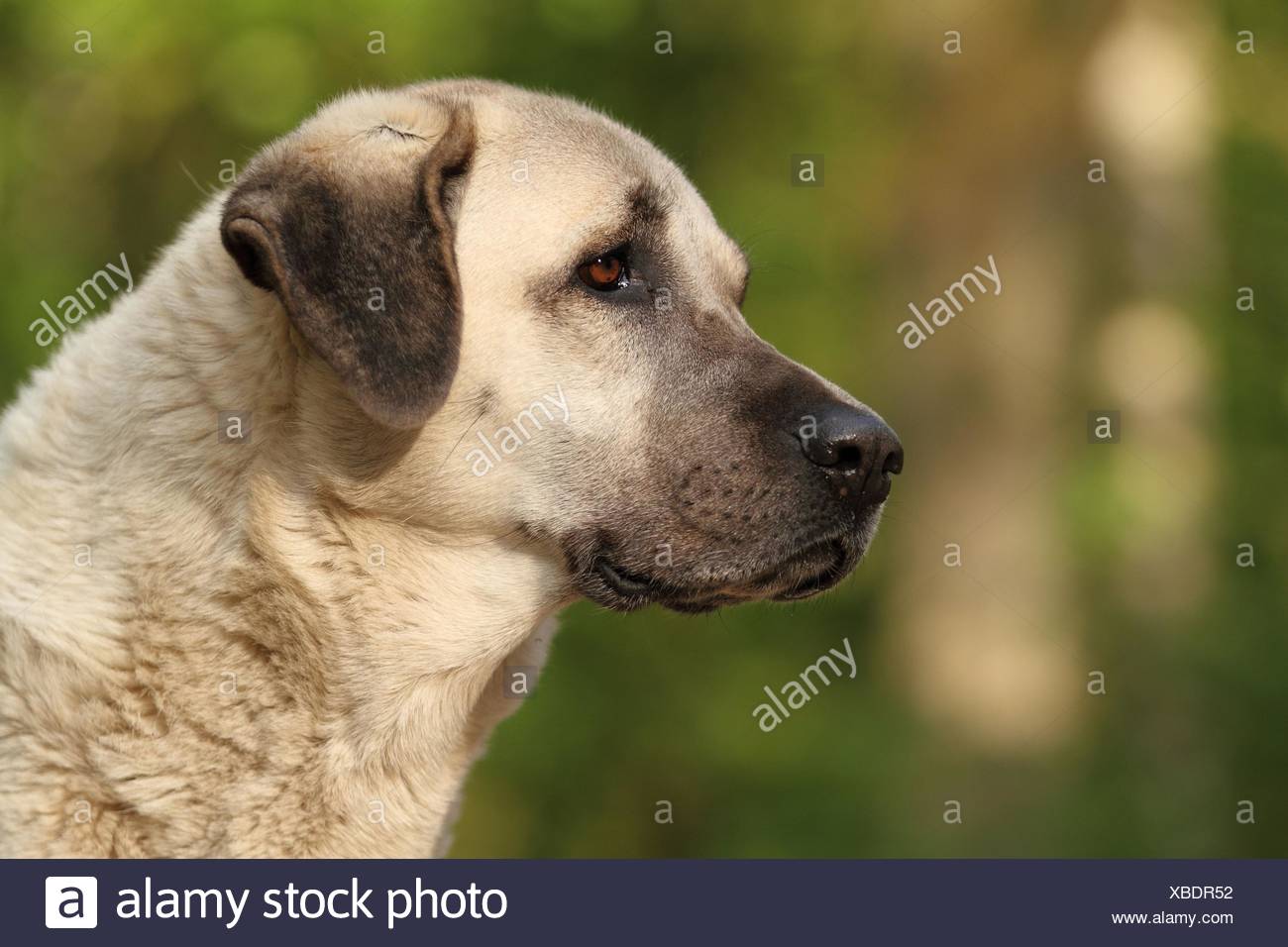 Kangals High Resolution Stock Photography and Images - Alamy