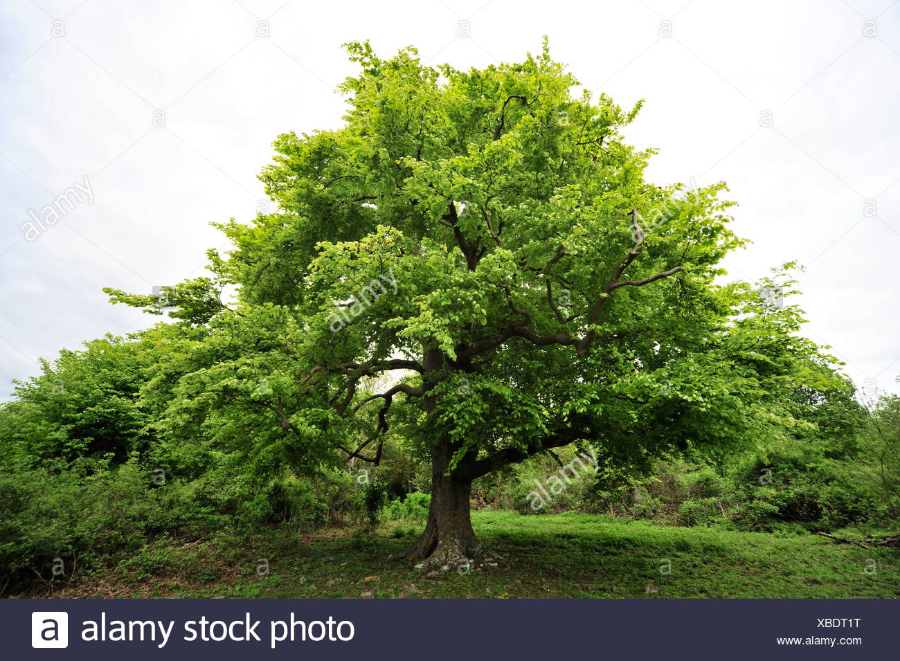 Common Beech Tree High Resolution Stock Photography and Images - Alamy