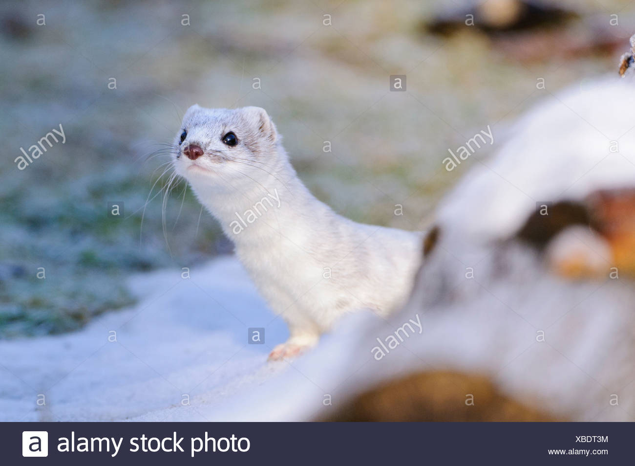 Stoat In Snow High Resolution Stock Photography and Images - Alamy