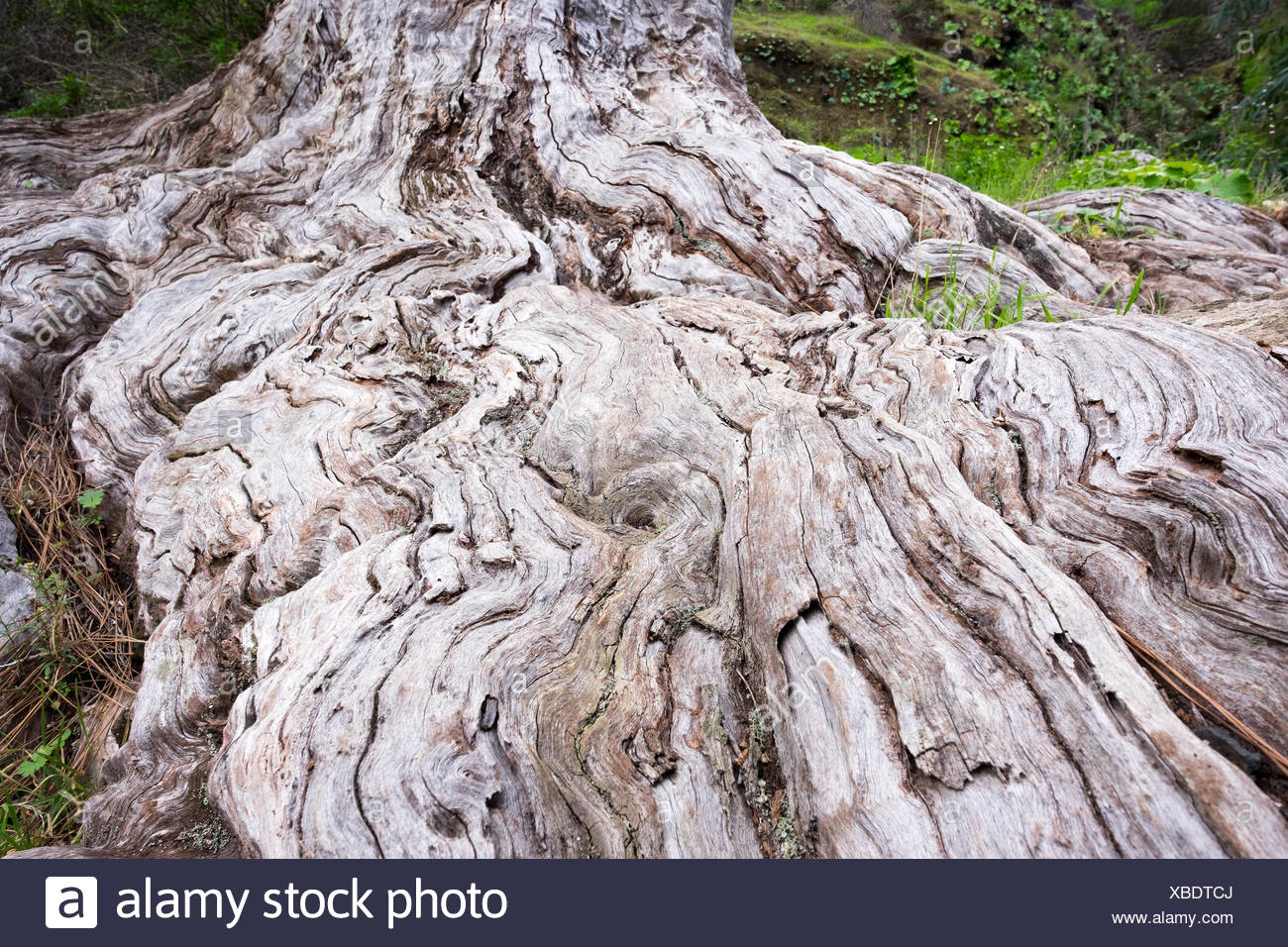 Eucalyptus Tree Europe High Resolution Stock Photography and Images - Alamy