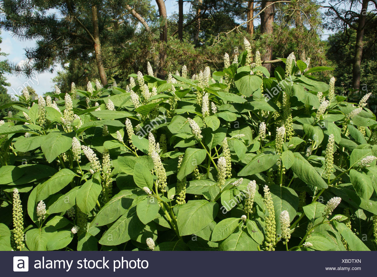 Polk Sallet High Resolution Stock Photography and Images - Alamy