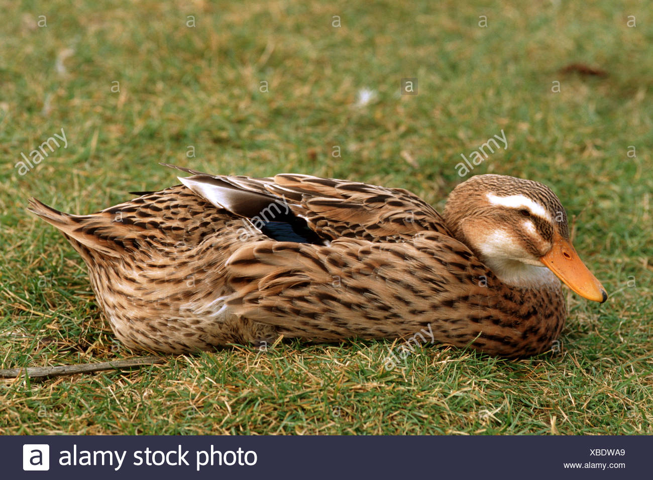 Rouen Duck High Resolution Stock Photography and Images - Alamy