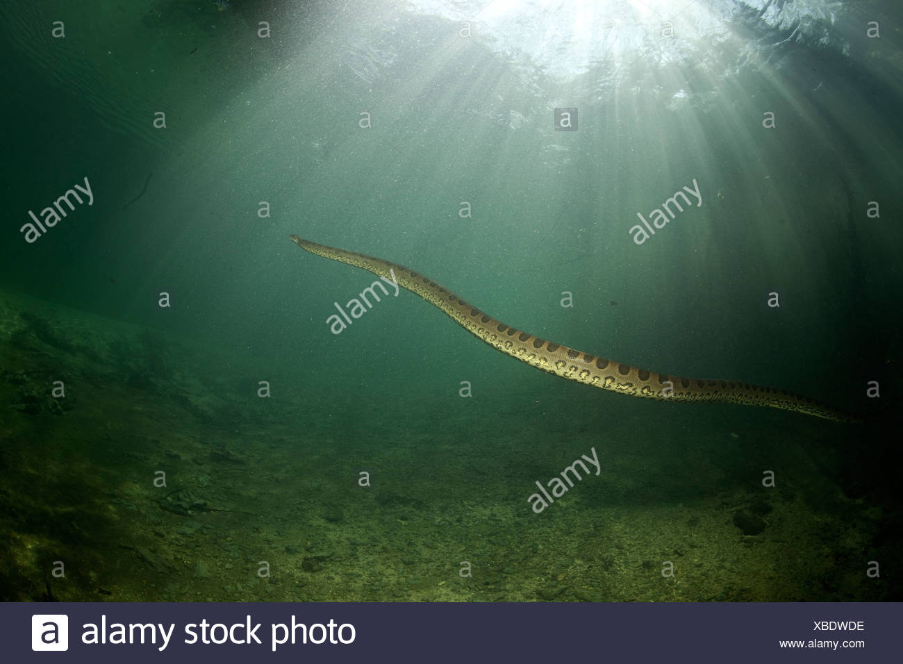 Amazon River Brazil Anaconda High Resolution Stock Photography and ...