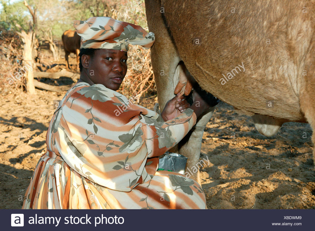 Afrikaner Cow High Resolution Stock Photography and Images - Alamy