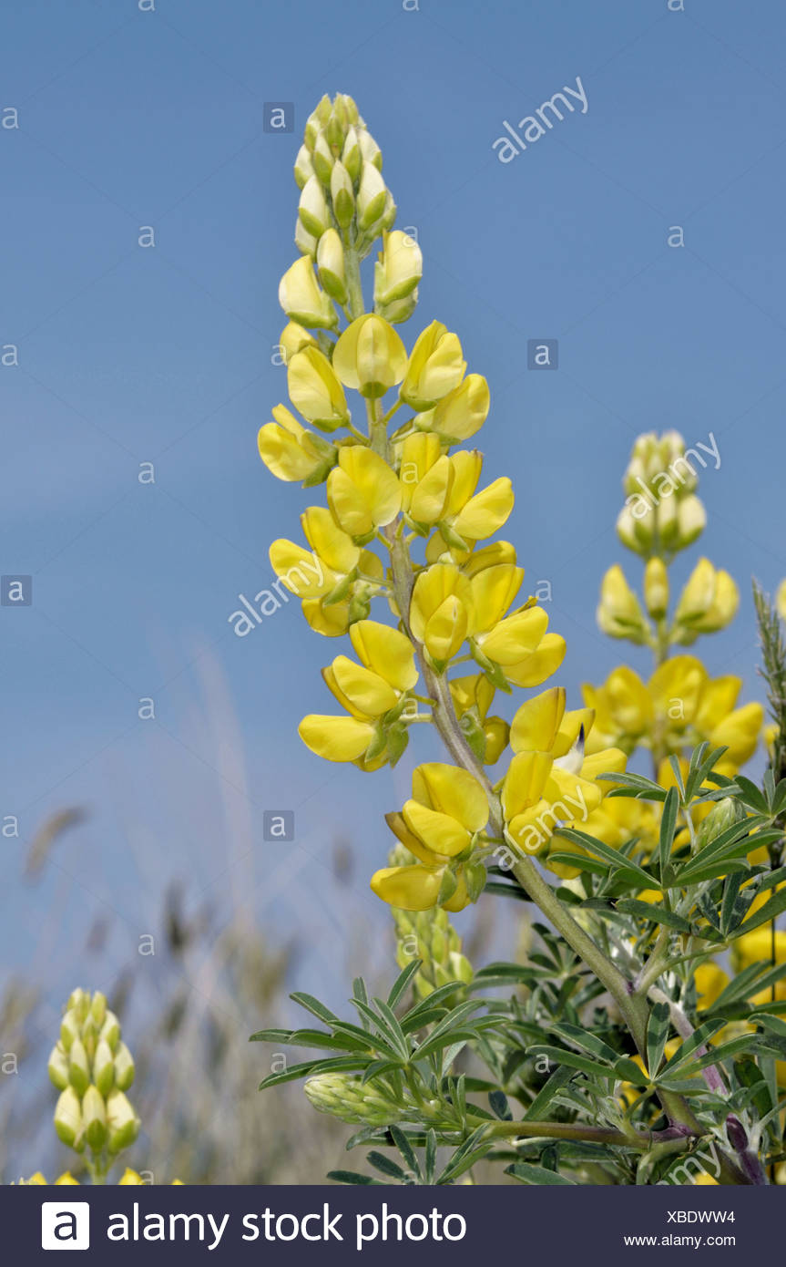 Tree Lupin High Resolution Stock Photography and Images - Alamy