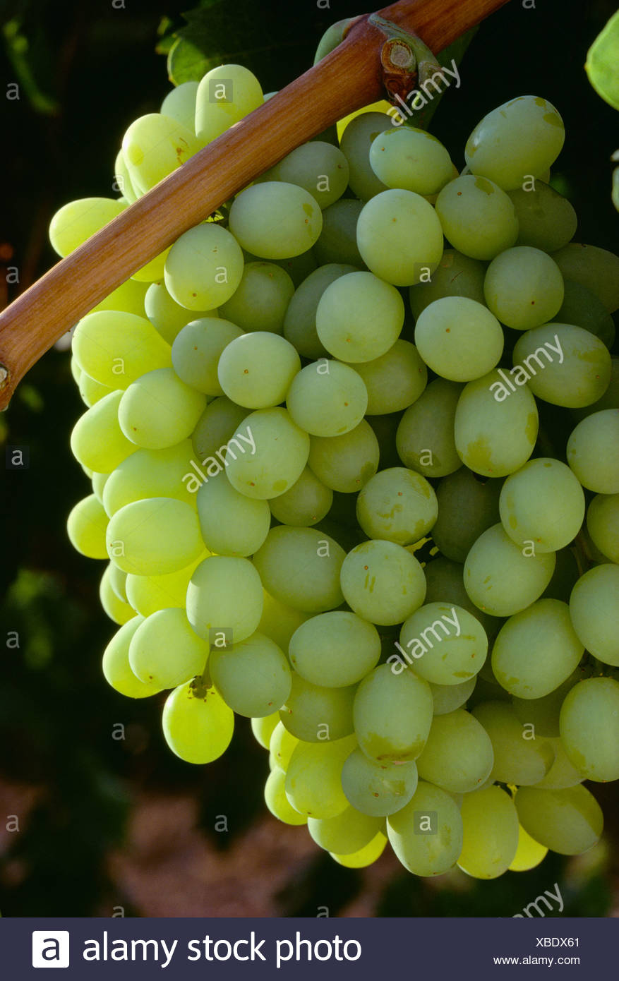 Thompson Seedless Grapes High Resolution Stock Photography and Images ...