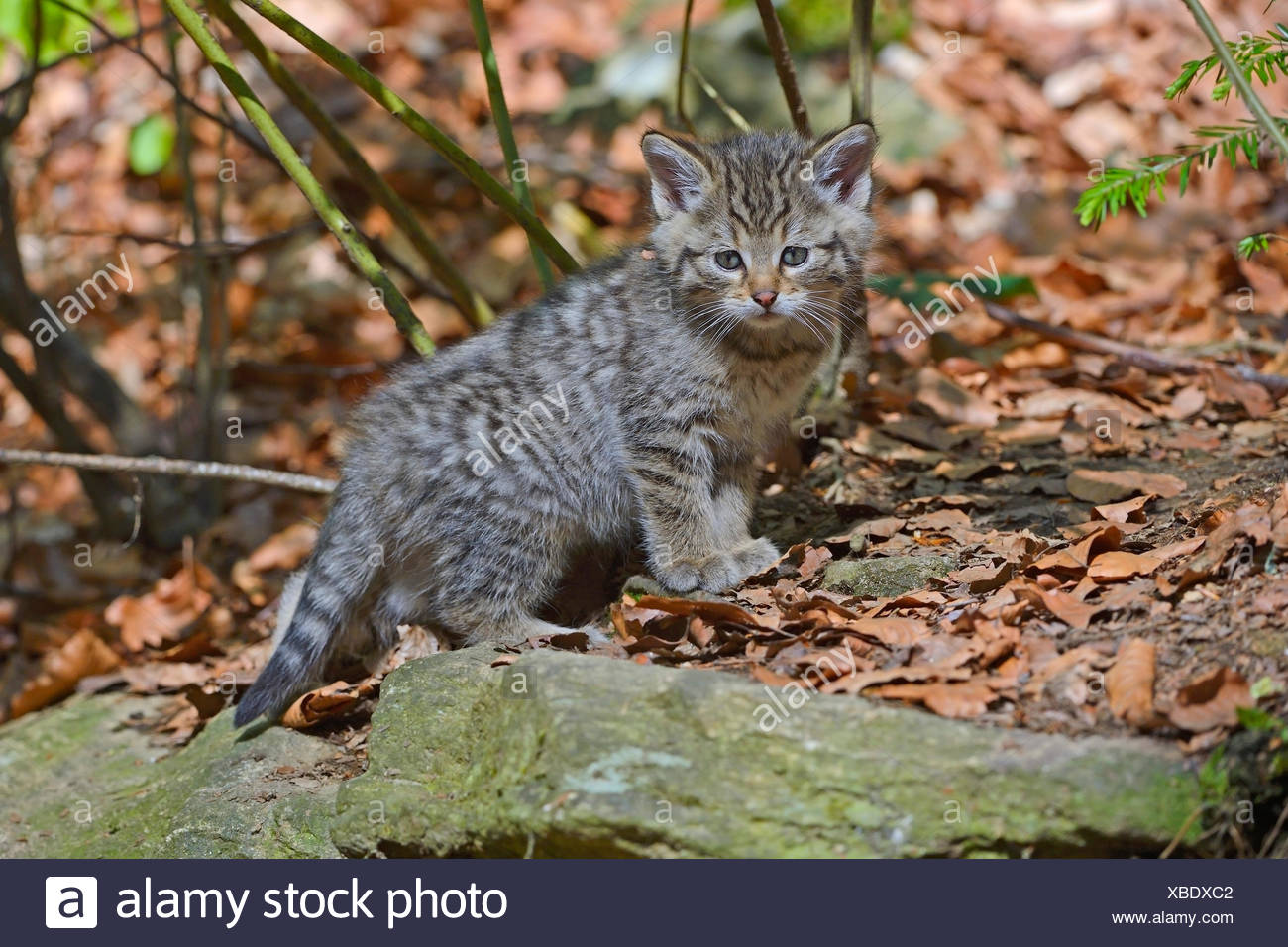 European Wildcat Standing High Resolution Stock Photography and Images ...