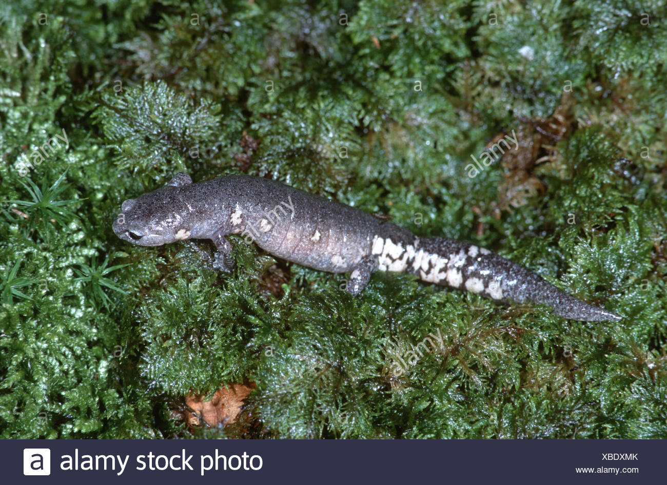 Climbing Salamanders High Resolution Stock Photography and Images - Alamy