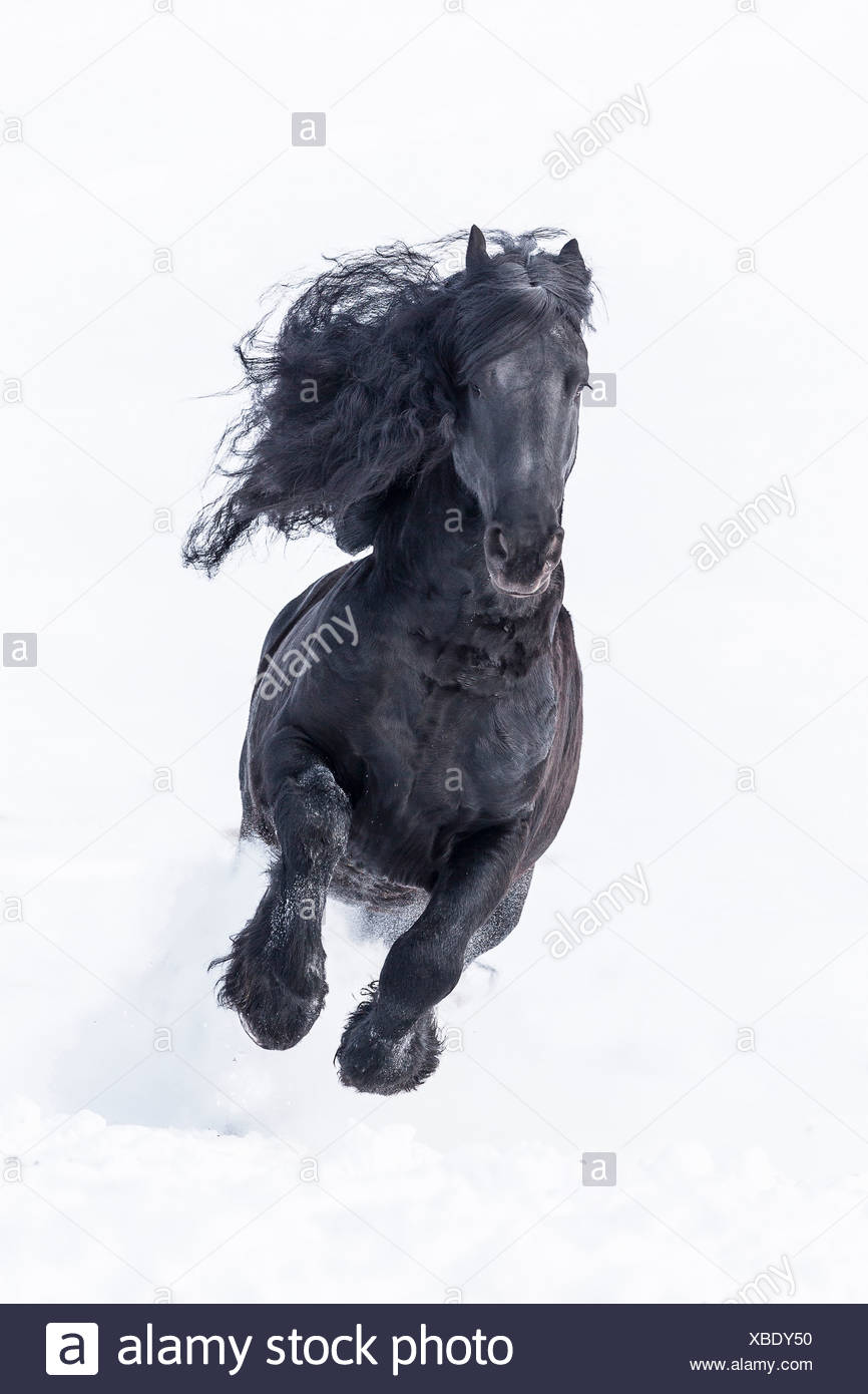 Friesian Horse Galloping Snow High Resolution Stock Photography and ...