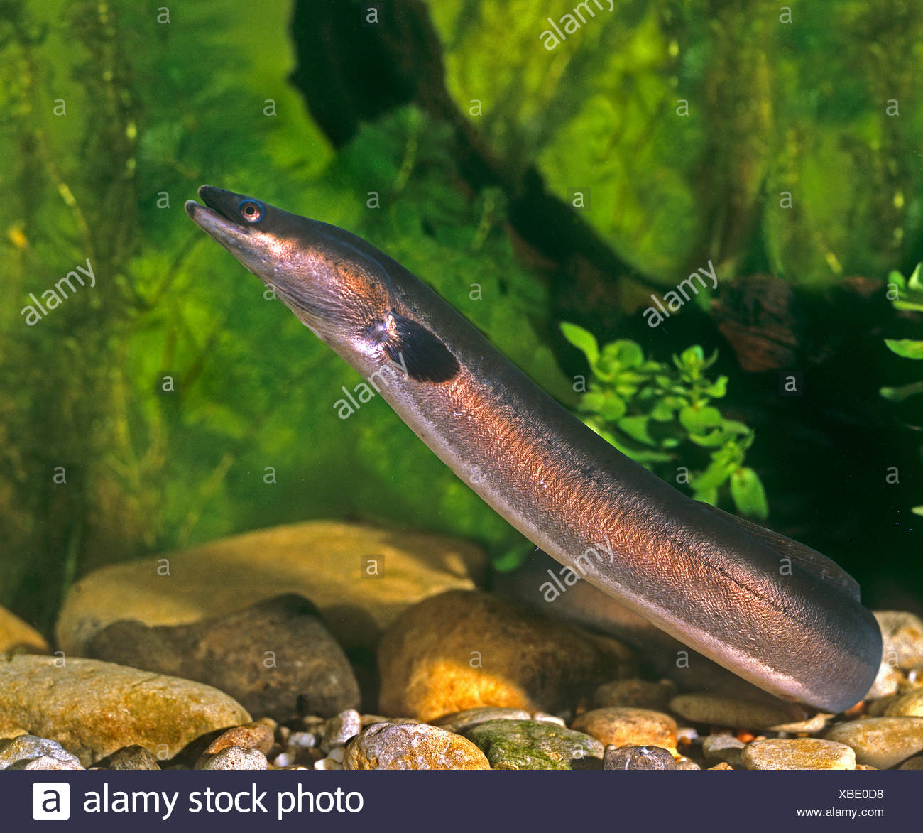 Catadromous Stock Photos & Catadromous Stock Images - Alamy