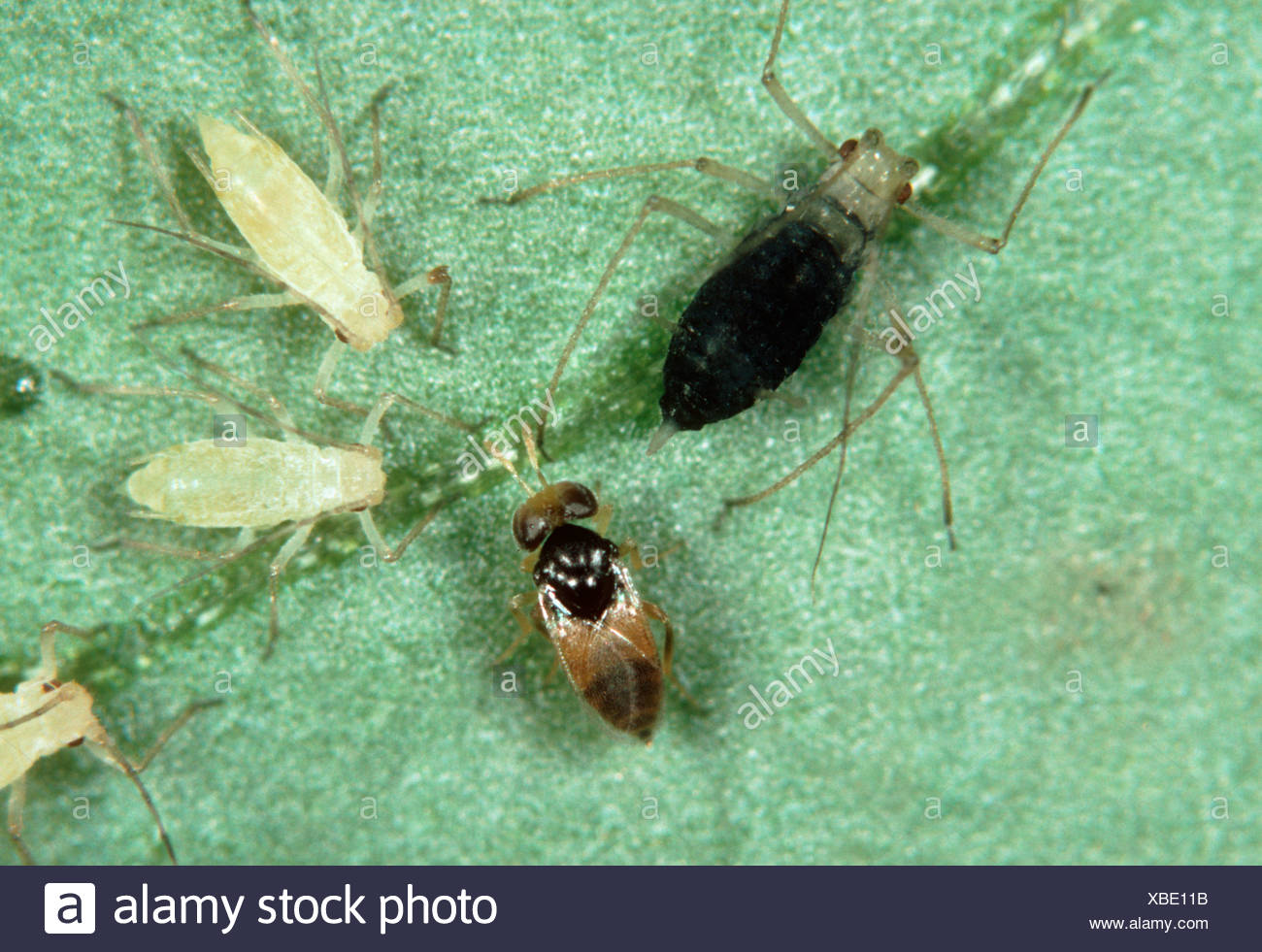 Abdominalis High Resolution Stock Photography and Images - Alamy