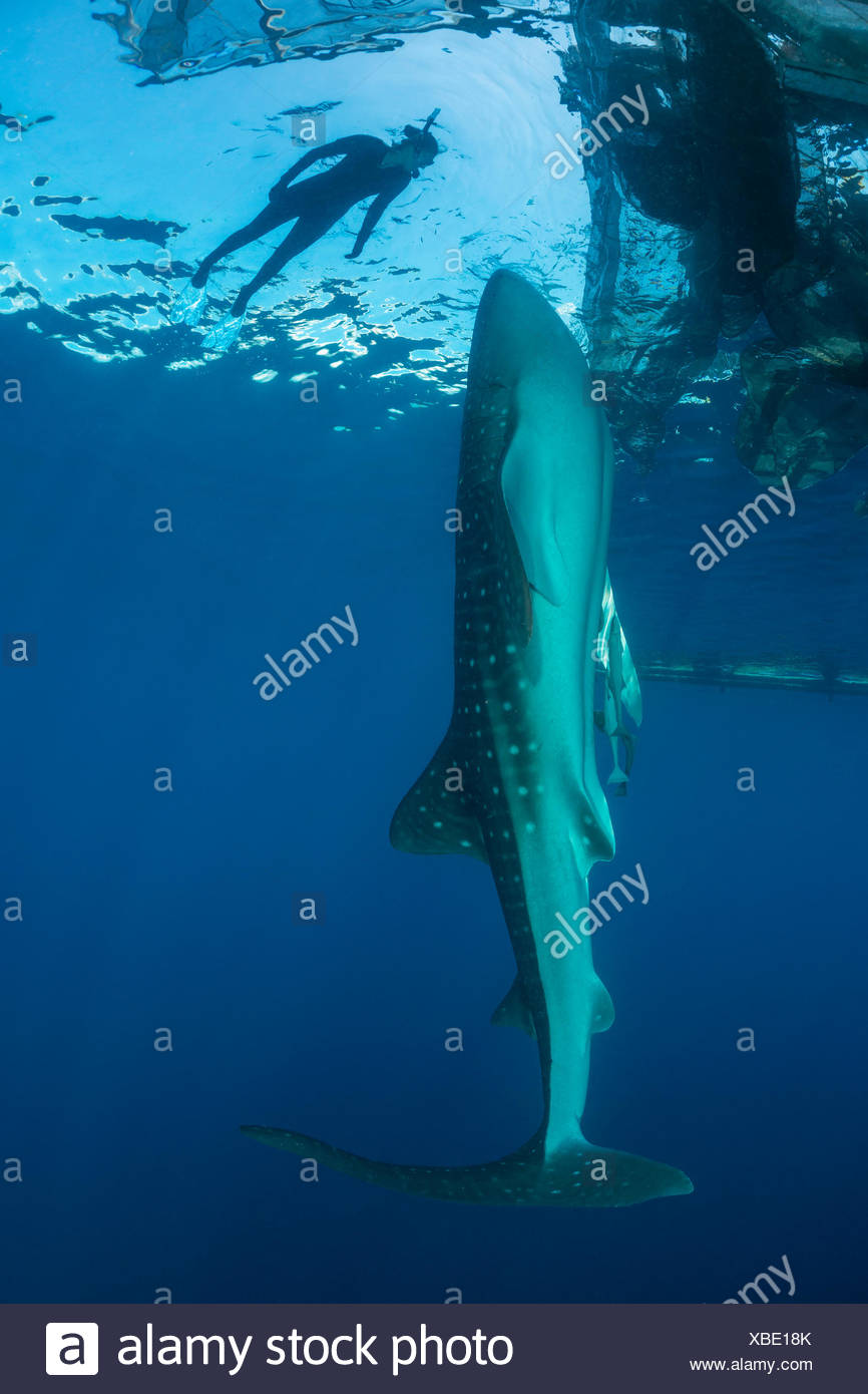Whale Shark Cenderawasih Bay High Resolution Stock Photography and ...