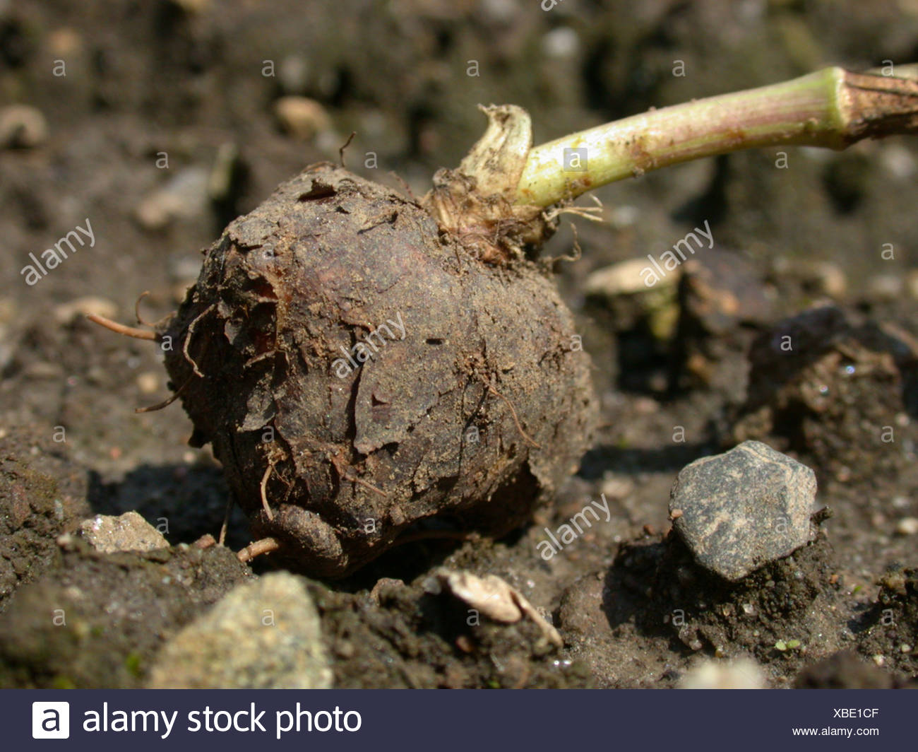 Wild Tubers Stock Photos & Wild Tubers Stock Images - Alamy