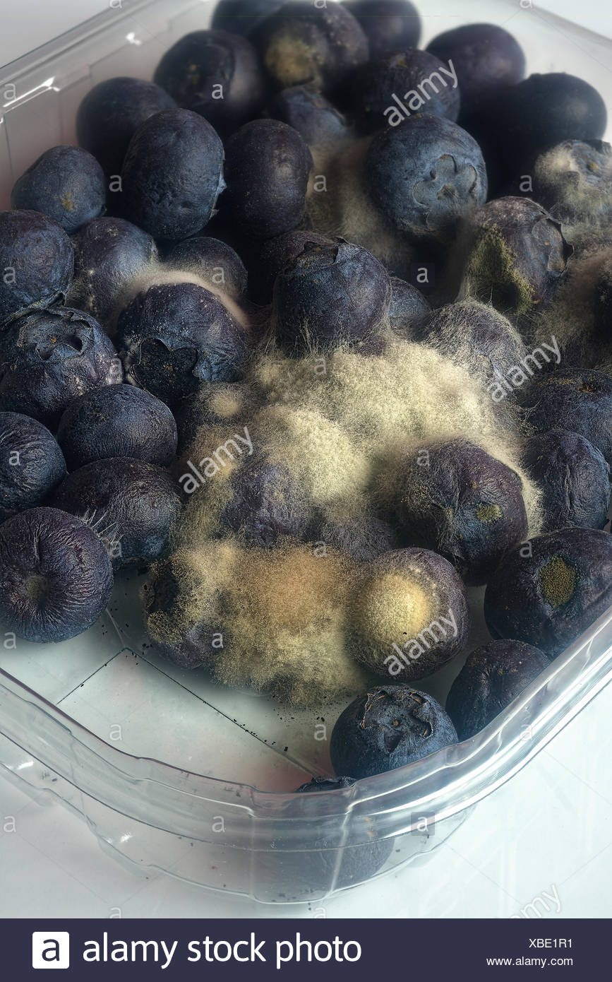 Grey Mould (botrytis Cinerea) High Resolution Stock Photography and ...