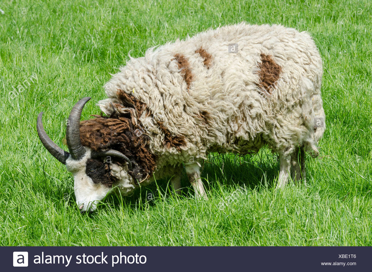 Jacob Sheep High Resolution Stock Photography and Images - Alamy