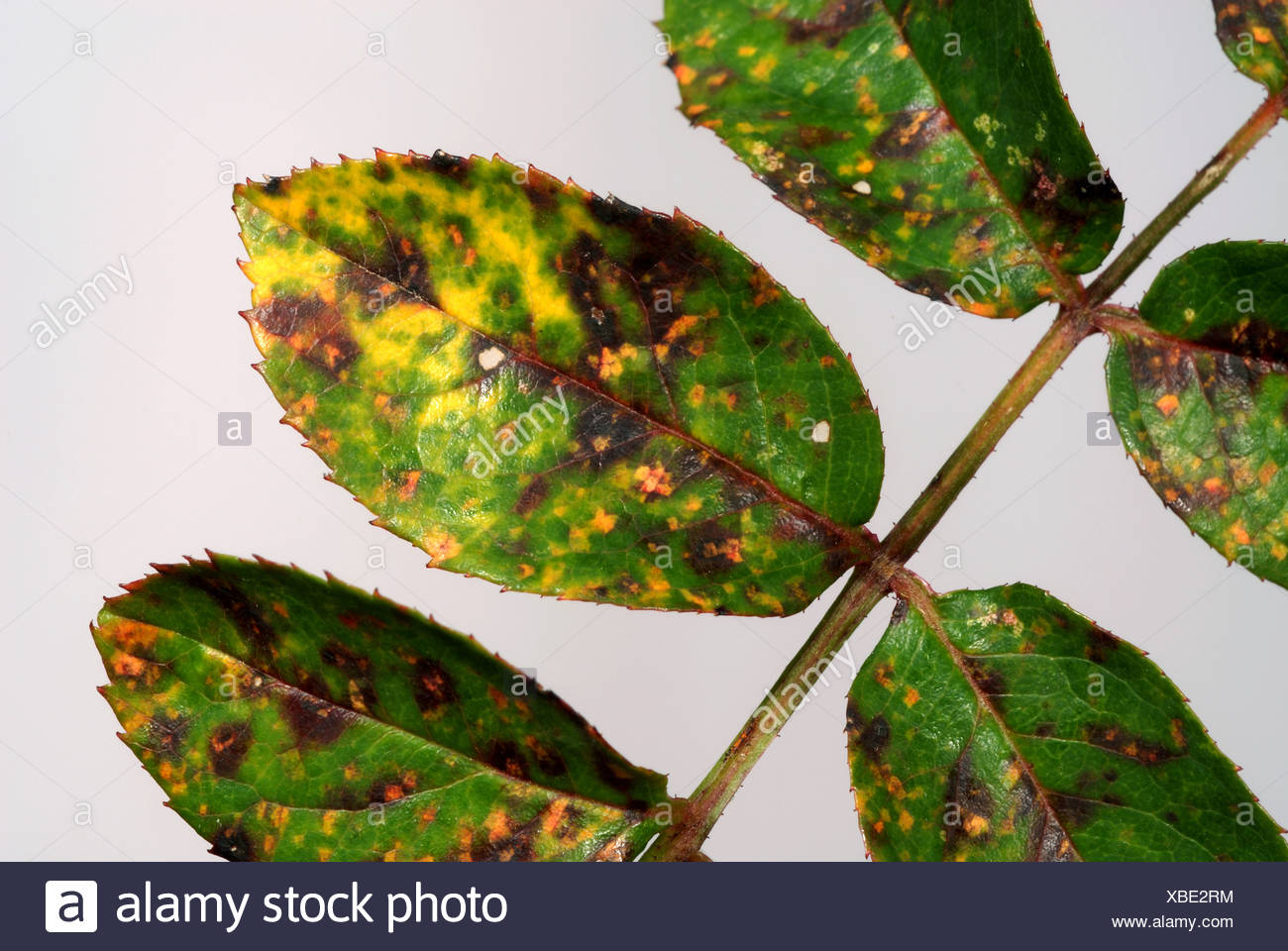 Rust Colour High Resolution Stock Photography and Images - Alamy