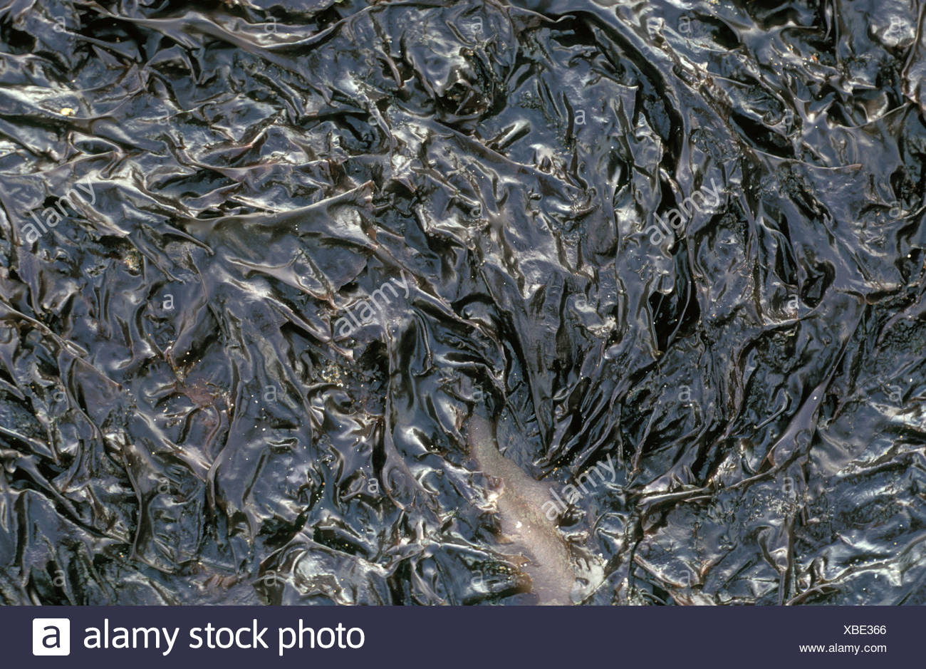 Plantsseaweed High Resolution Stock Photography and Images - Alamy