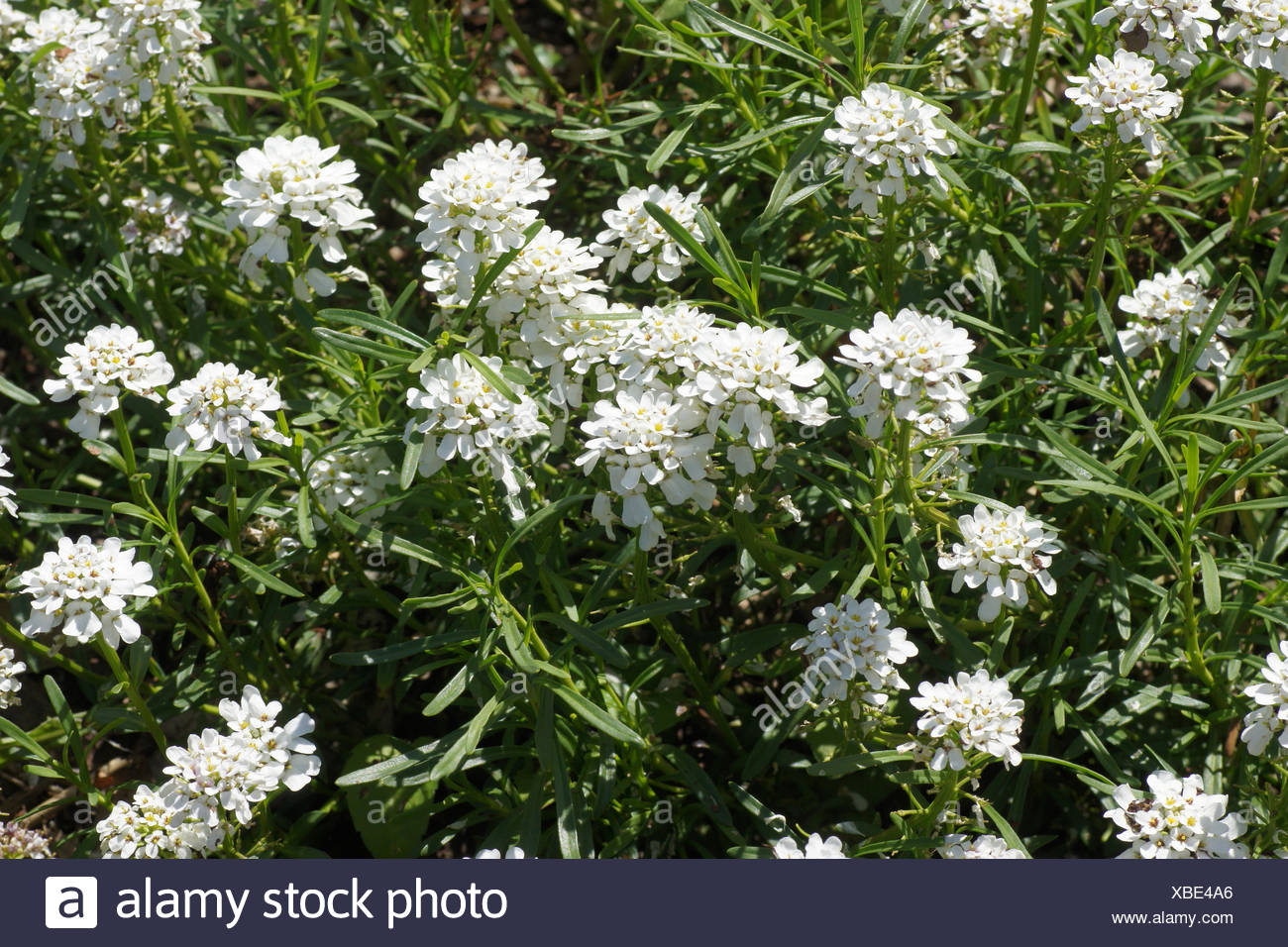 Iberis Candytuft Rock Garden High Resolution Stock Photography and ...